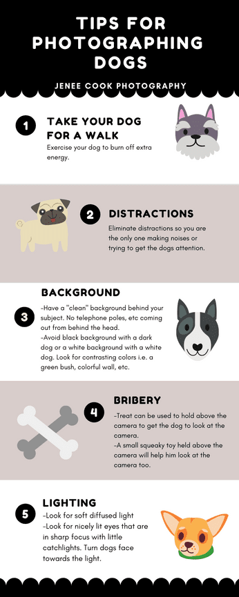 Quick Tips for Photographing Dogs! - Jenee Cook Photography