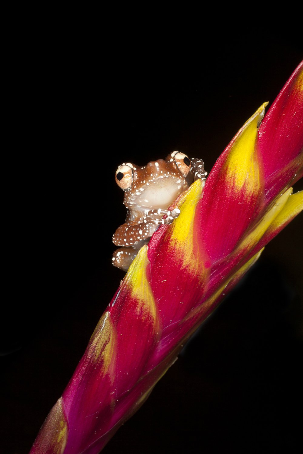 Lovable Frogs - Jim Zuckerman photography & photo tours