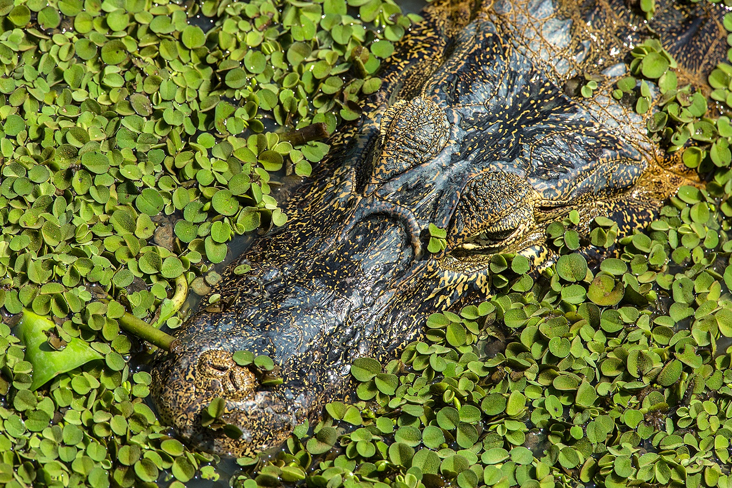 Overhead sun - Jim Zuckerman photography & photo tours