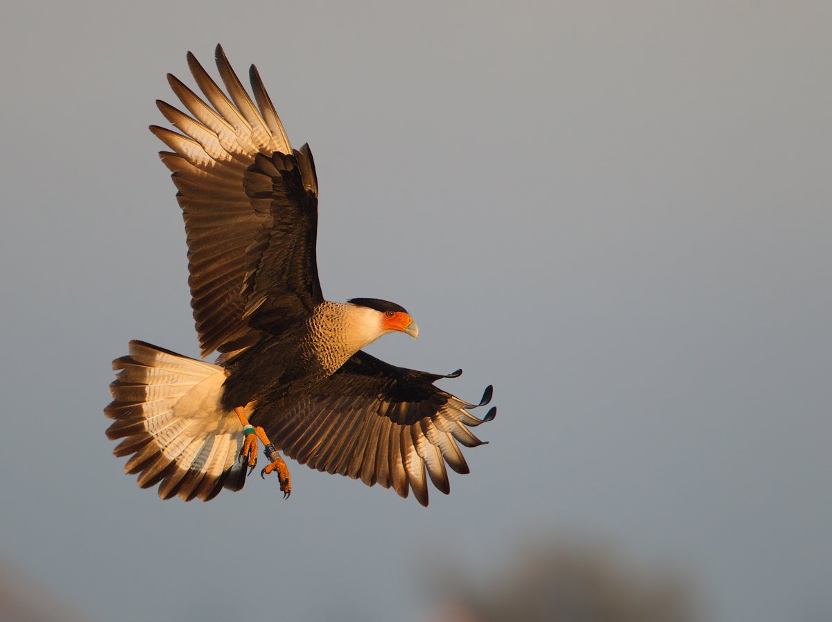 Raptors - Whistling Wings Photography