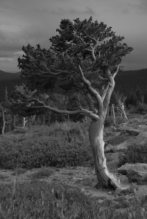 Contact Us - Leaning Tree Photography