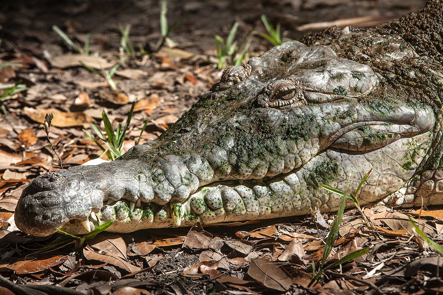 Post-processing strategies - Jim Zuckerman photography & photo tours