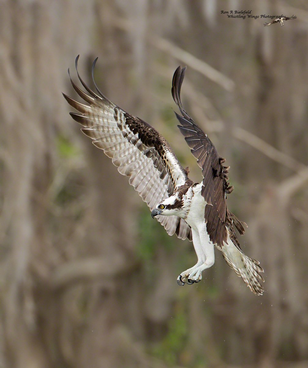 Osprey-nesting - Whistling Wings Photography