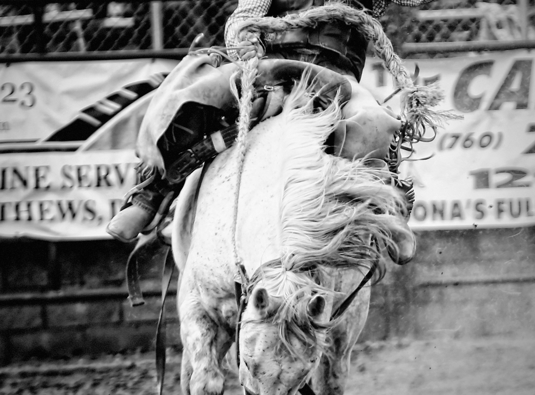 Rodeo Series | Shane Russeck Studios | Wildlife Photography