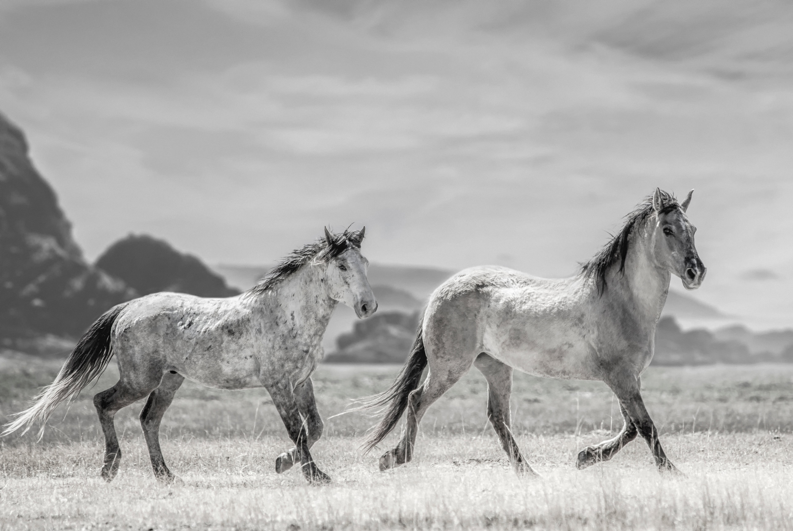 Wild Mustangs - shane russeck photo