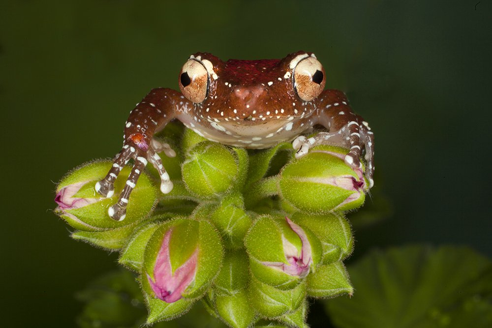 Lovable Frogs - Jim Zuckerman photography & photo tours