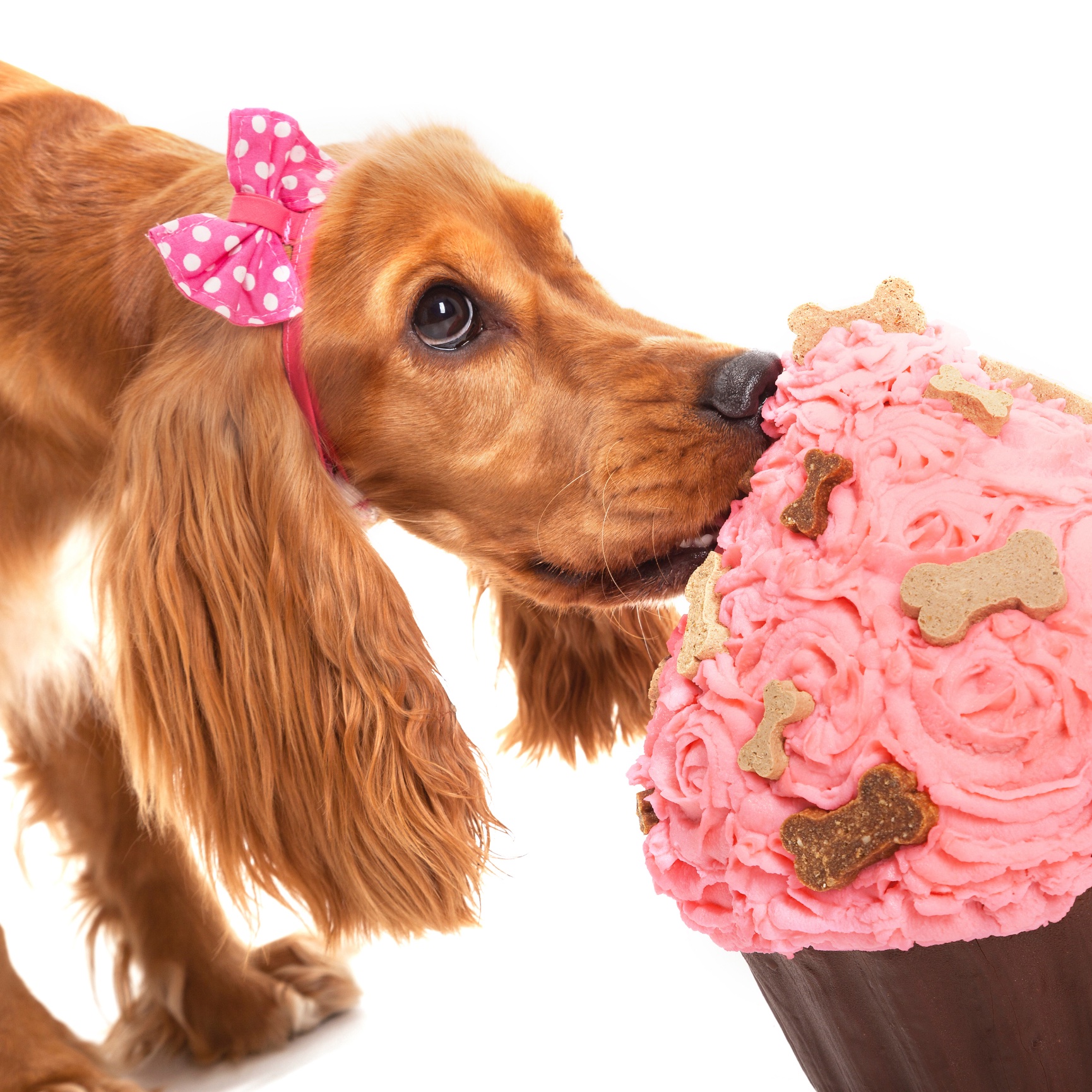 Smash Cake Photoshoot for Dogs Melbourne | Ella + Friends