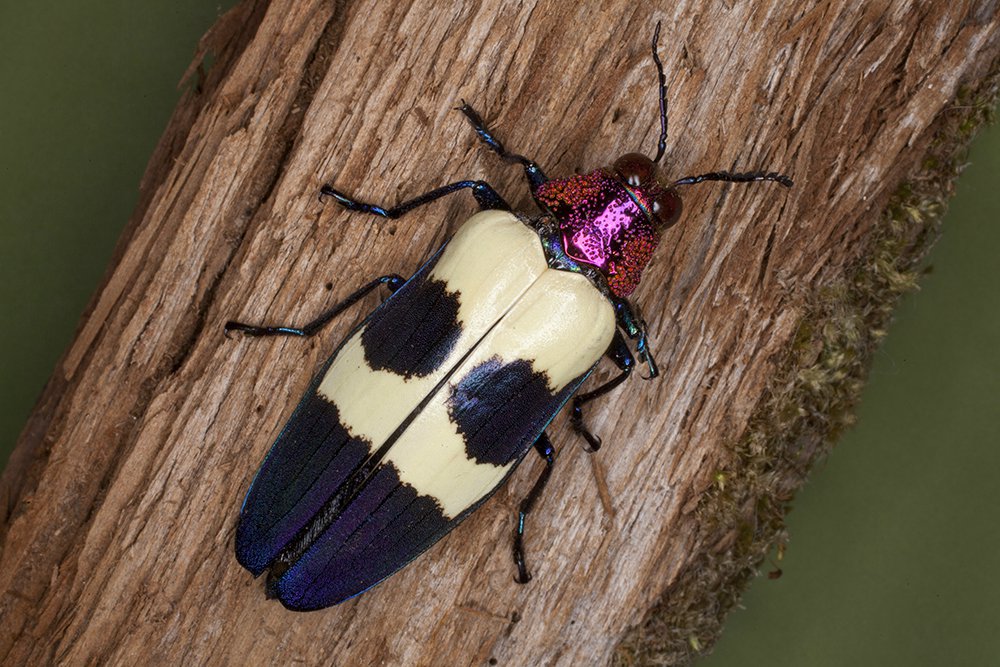 Insects - Jim Zuckerman photography & photo tours