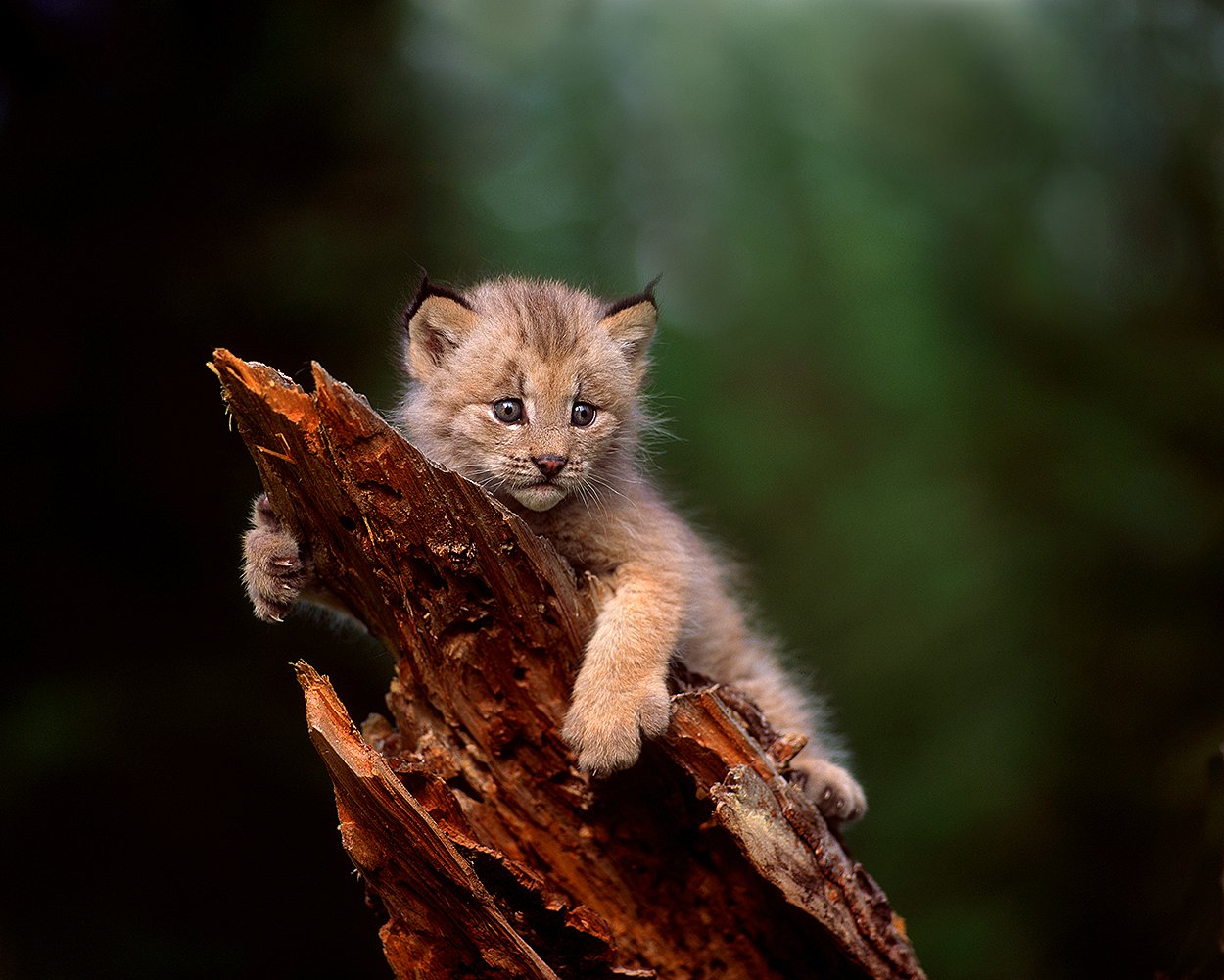 North American Wildlife - Jim Zuckerman photography & photo tours