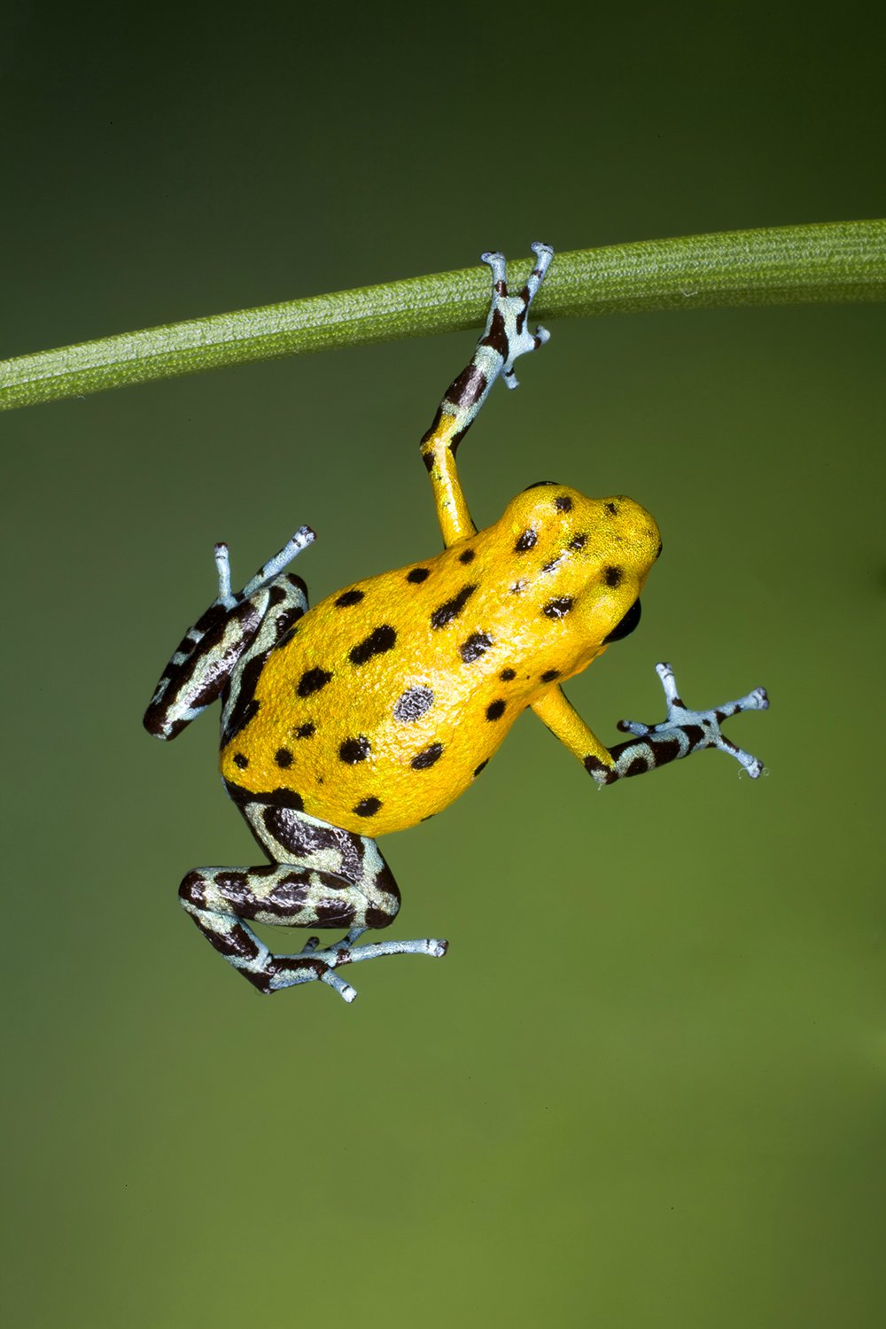 Lovable Frogs - Jim Zuckerman photography & photo tours