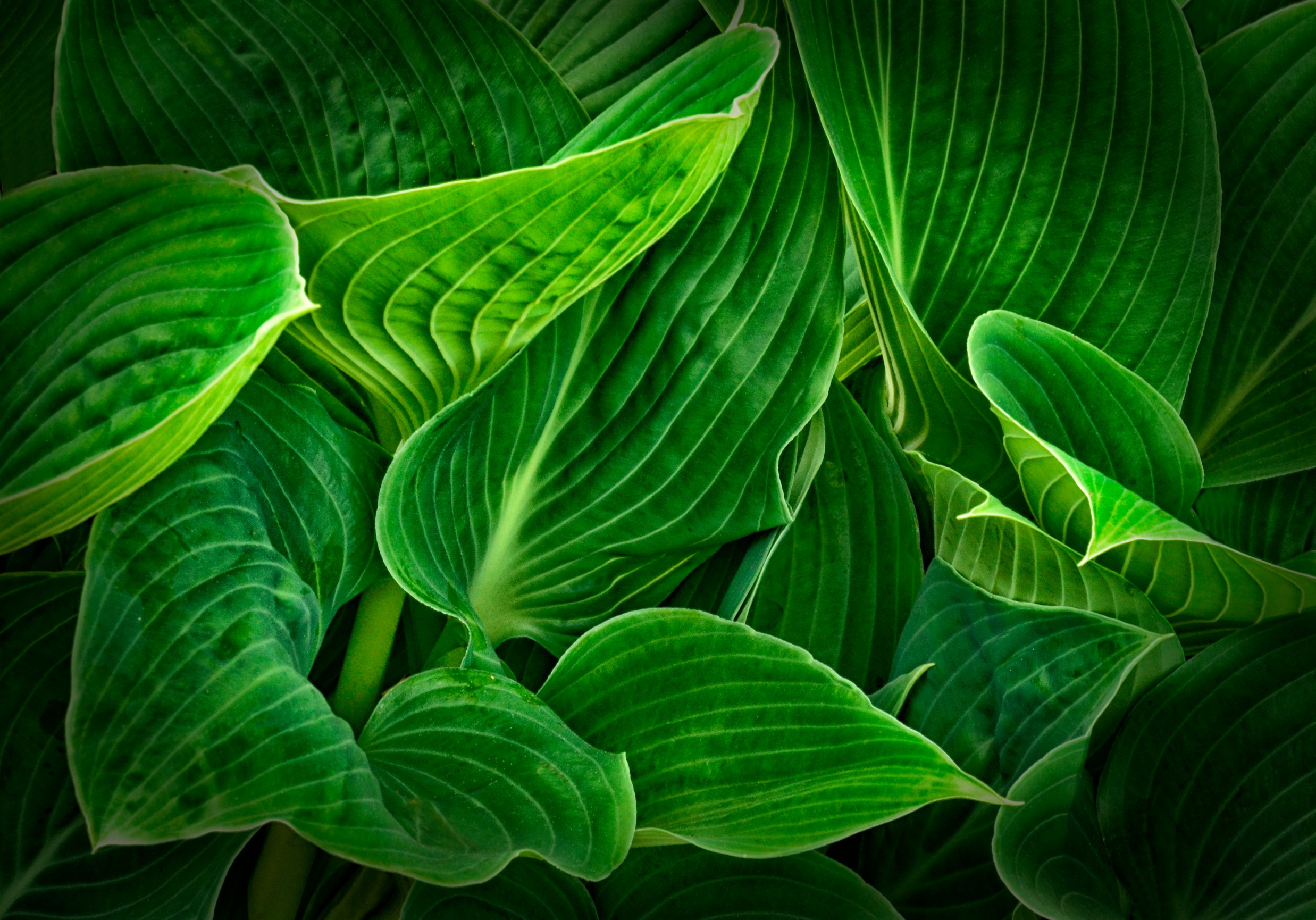 Macro Plant Life by Mike Moats | Award Winning Macro Photographer ...