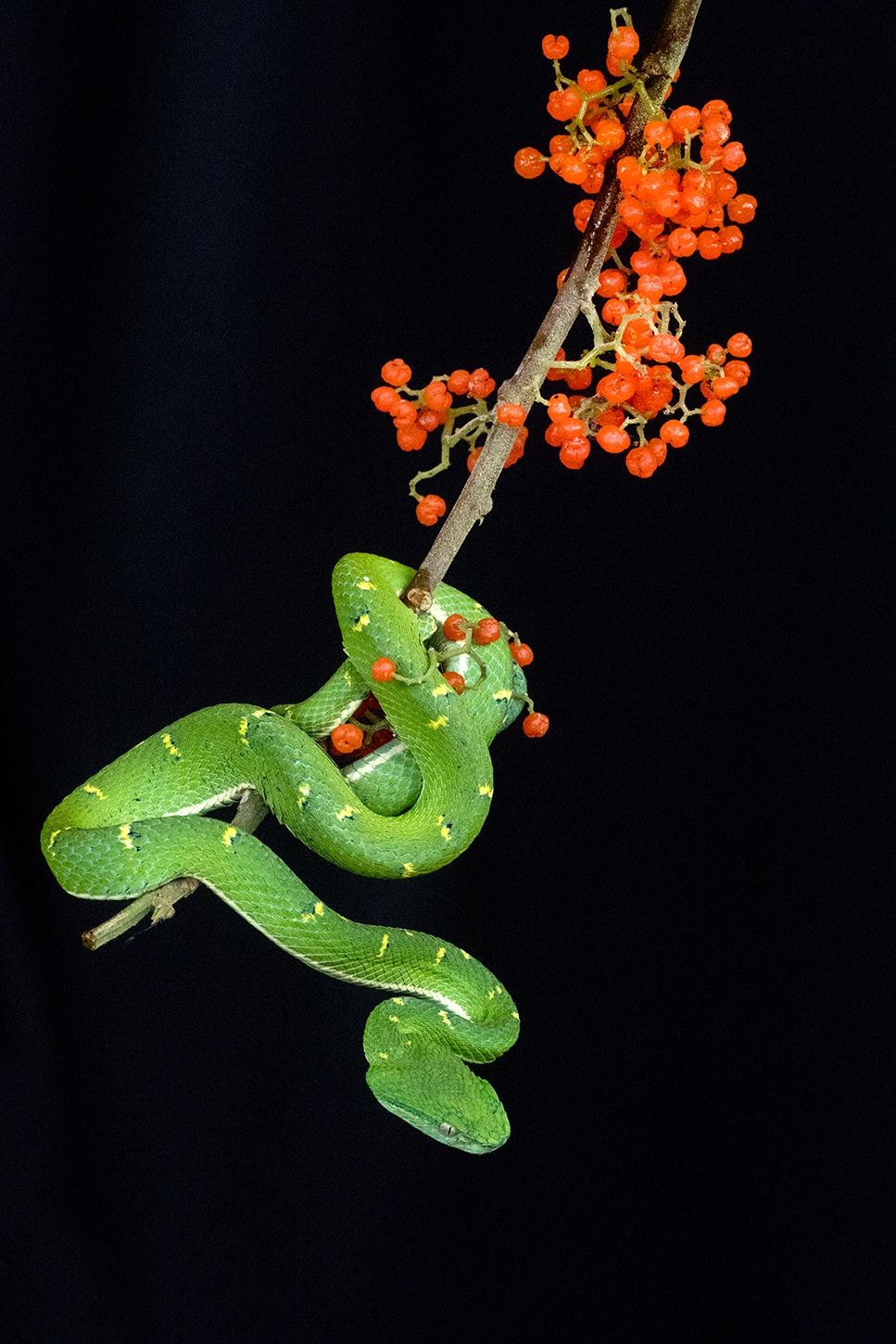 Dramatic black - Jim Zuckerman photography & photo tours