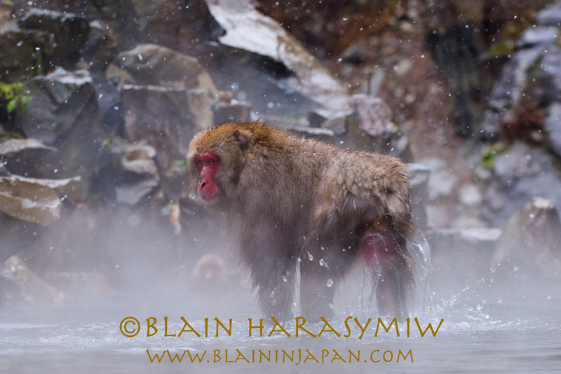 Feb 3-10, 2019 Mt. Fuji Snow Monkey & Landscape - Blain Harasymiw ...