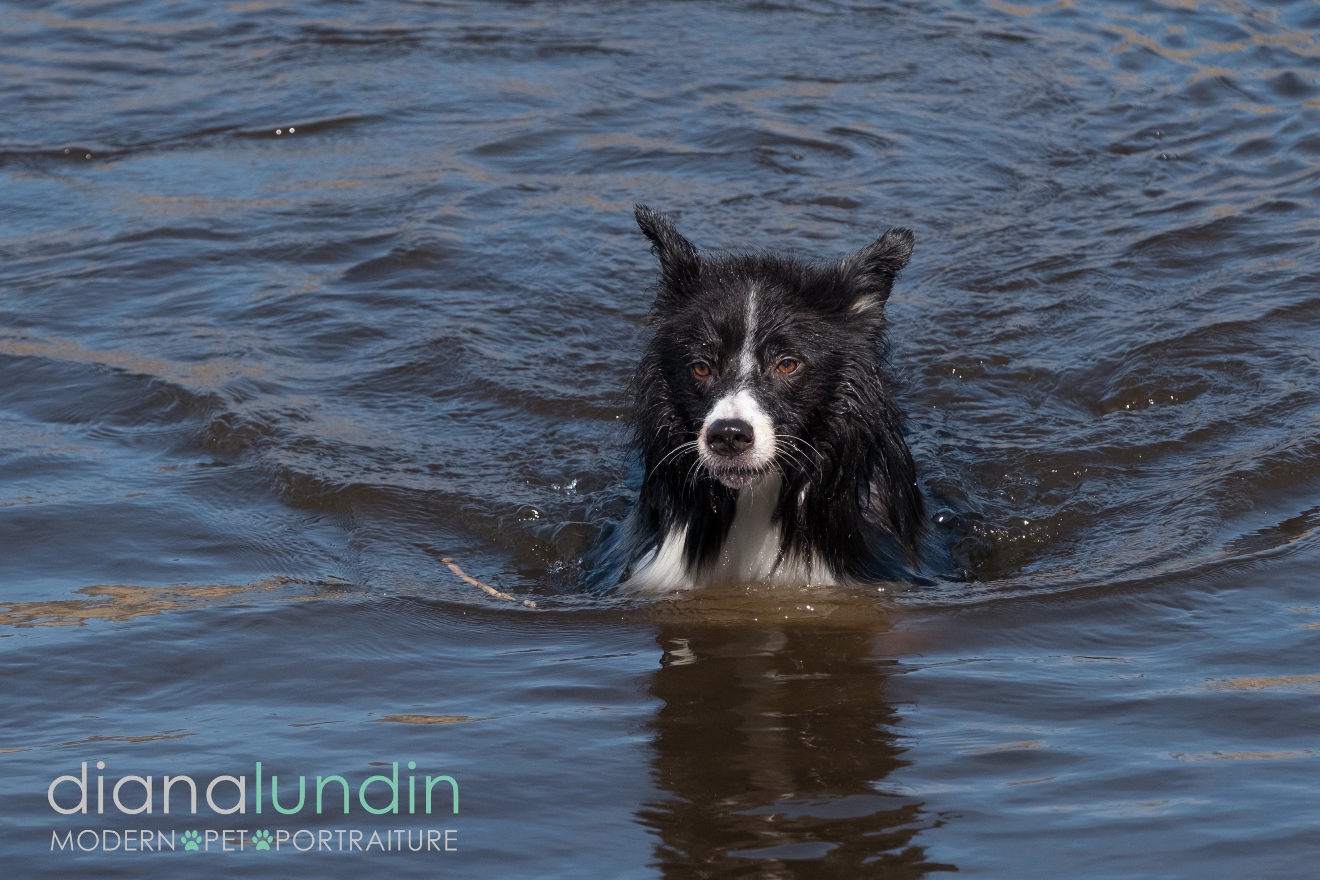 The Swimming Border Collie of Ross Castle