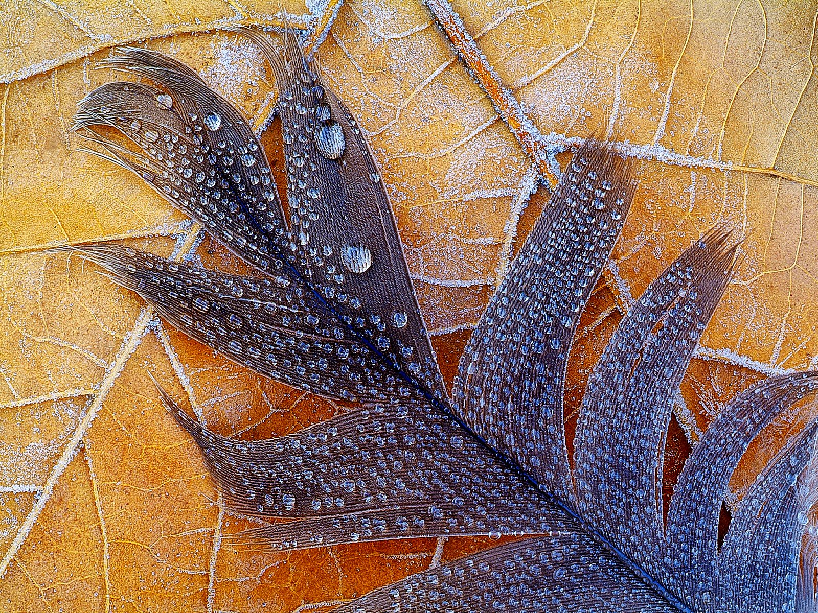 Nature Macro by Mike Moats | Award Winning Macro Photographer ...