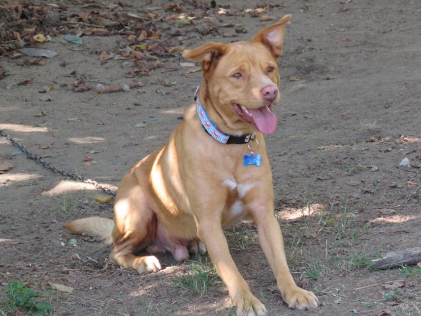 Our Kennel Kru Dogs - Break the Chain Kennel Kru
