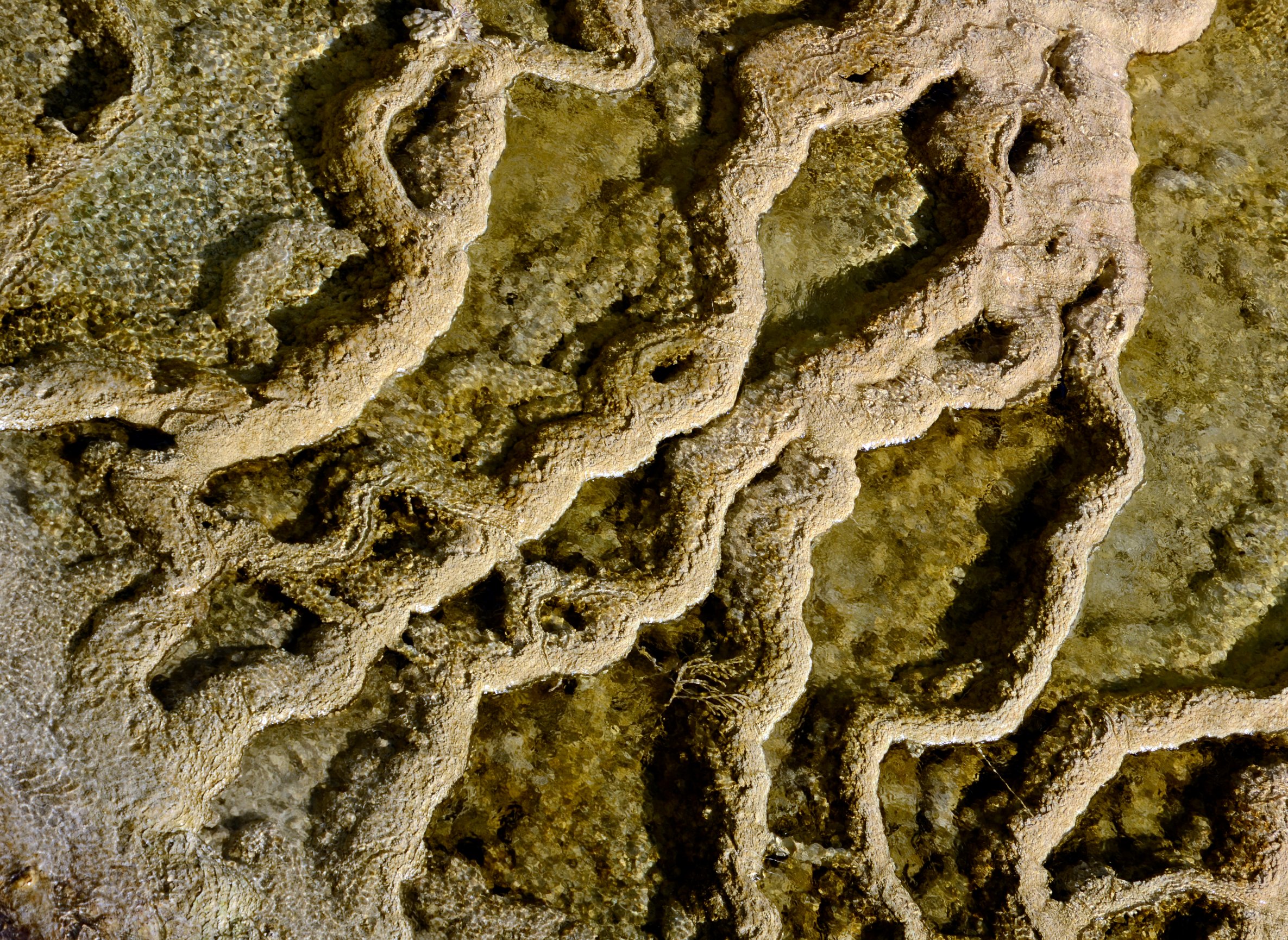 Macro Abstract and Macro Patterns by Mike Moats | Award Winning Macro ...