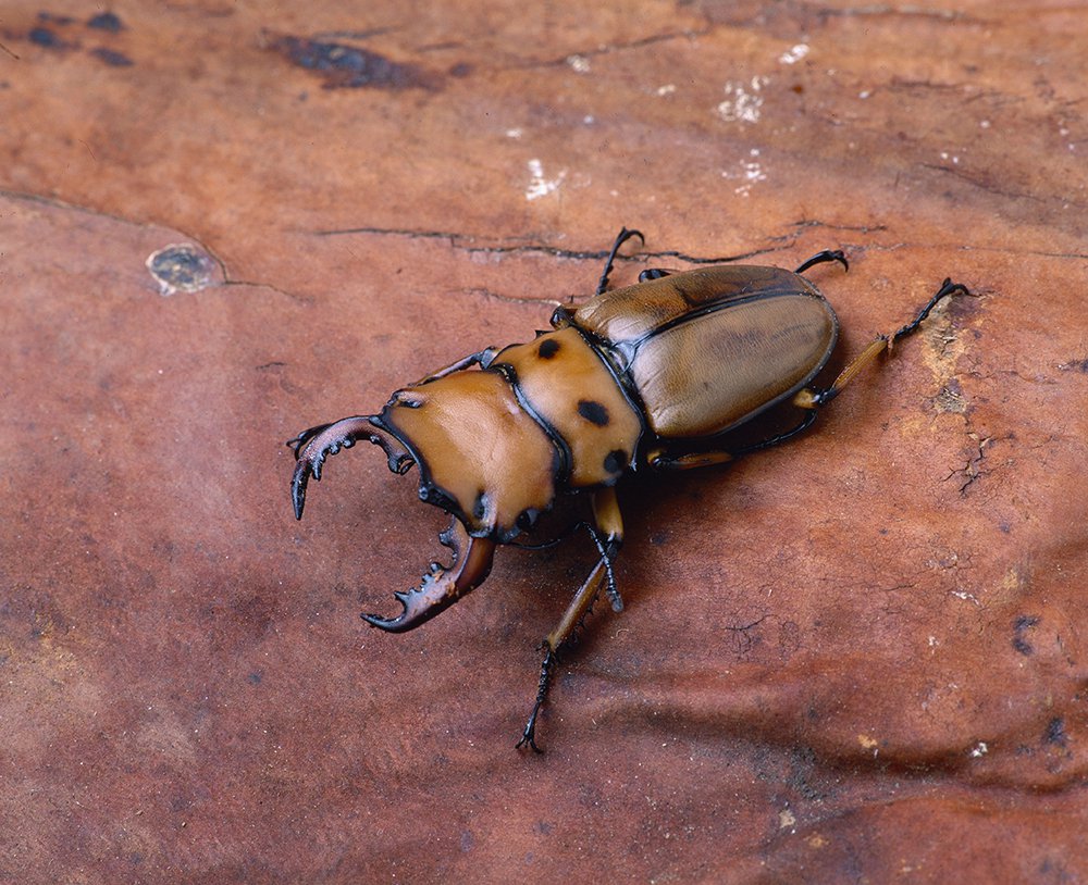 Insects - Jim Zuckerman photography & photo tours