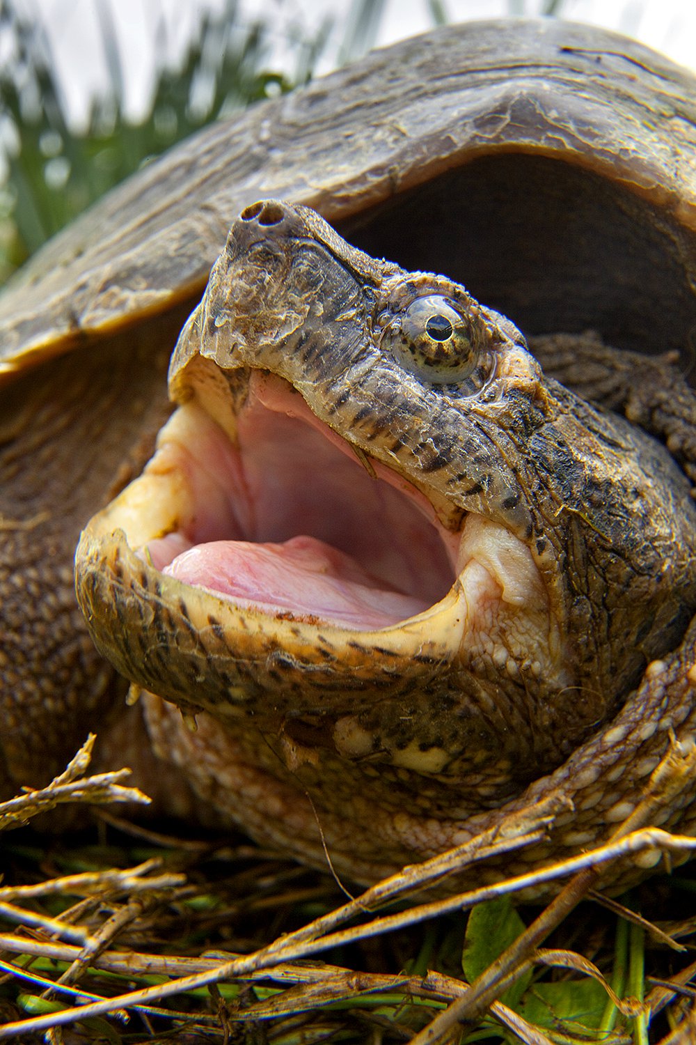 Reptiles and Other Exotics - Jim Zuckerman photography & photo tours