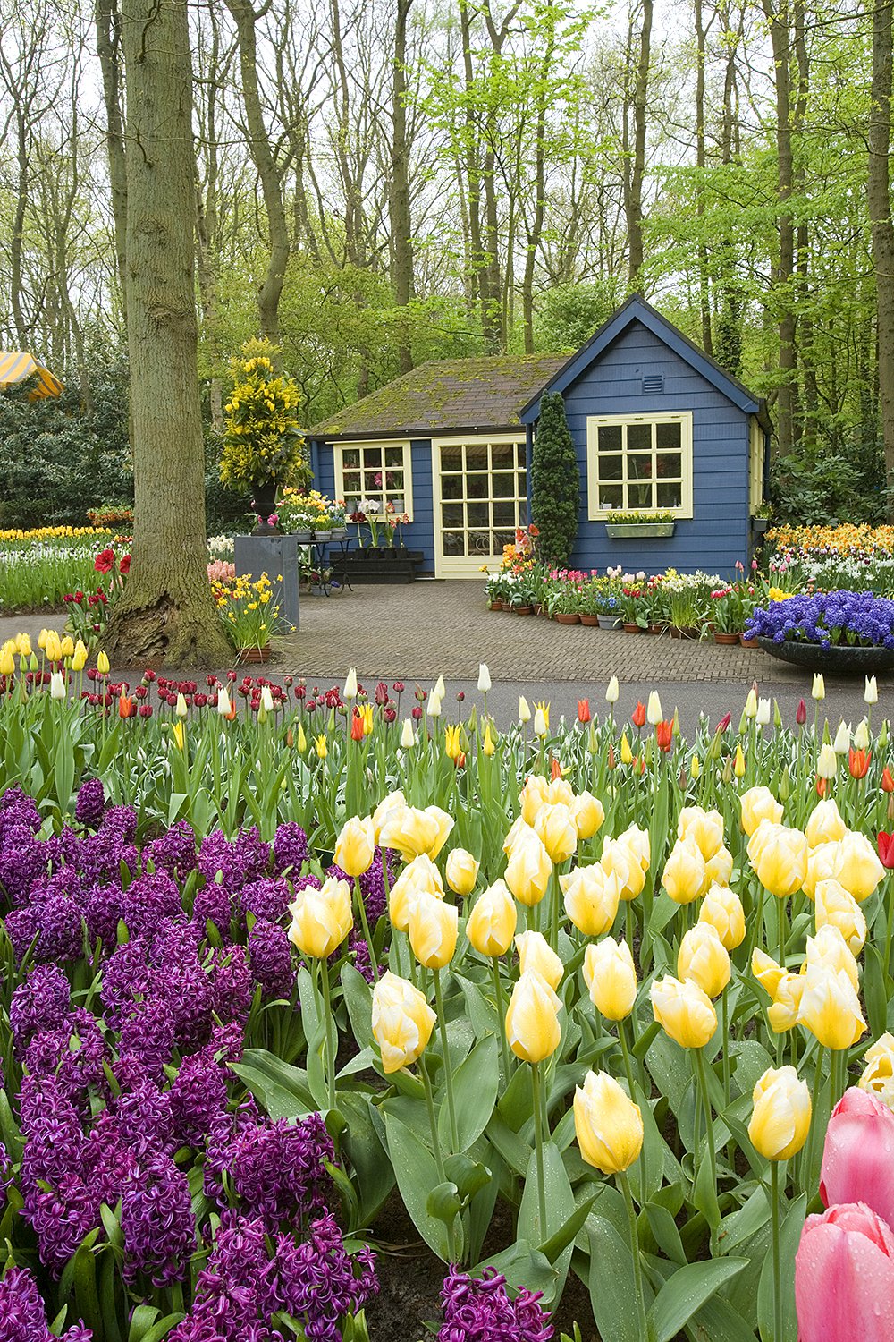 Keukenhof Gardens - Jim Zuckerman photography & photo tours
