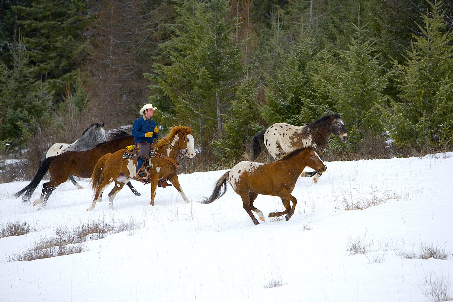 Cowboys & more - Jim Zuckerman photography & photo tours