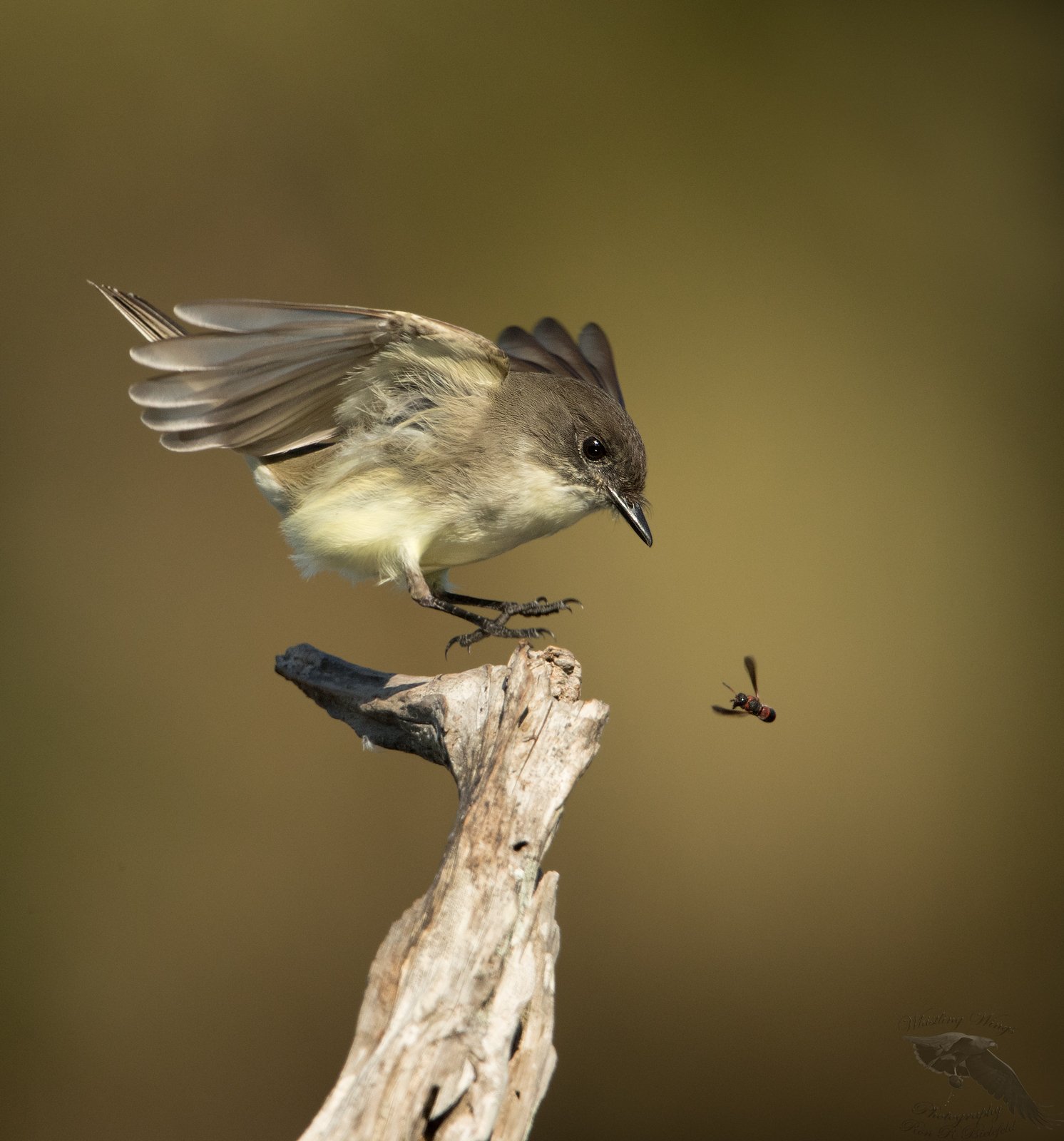 Songbirds - Whistling Wings Photography