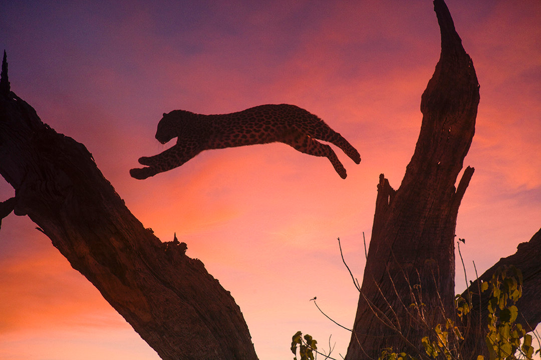 A leopard's leap - Jim Zuckerman photography & photo tours