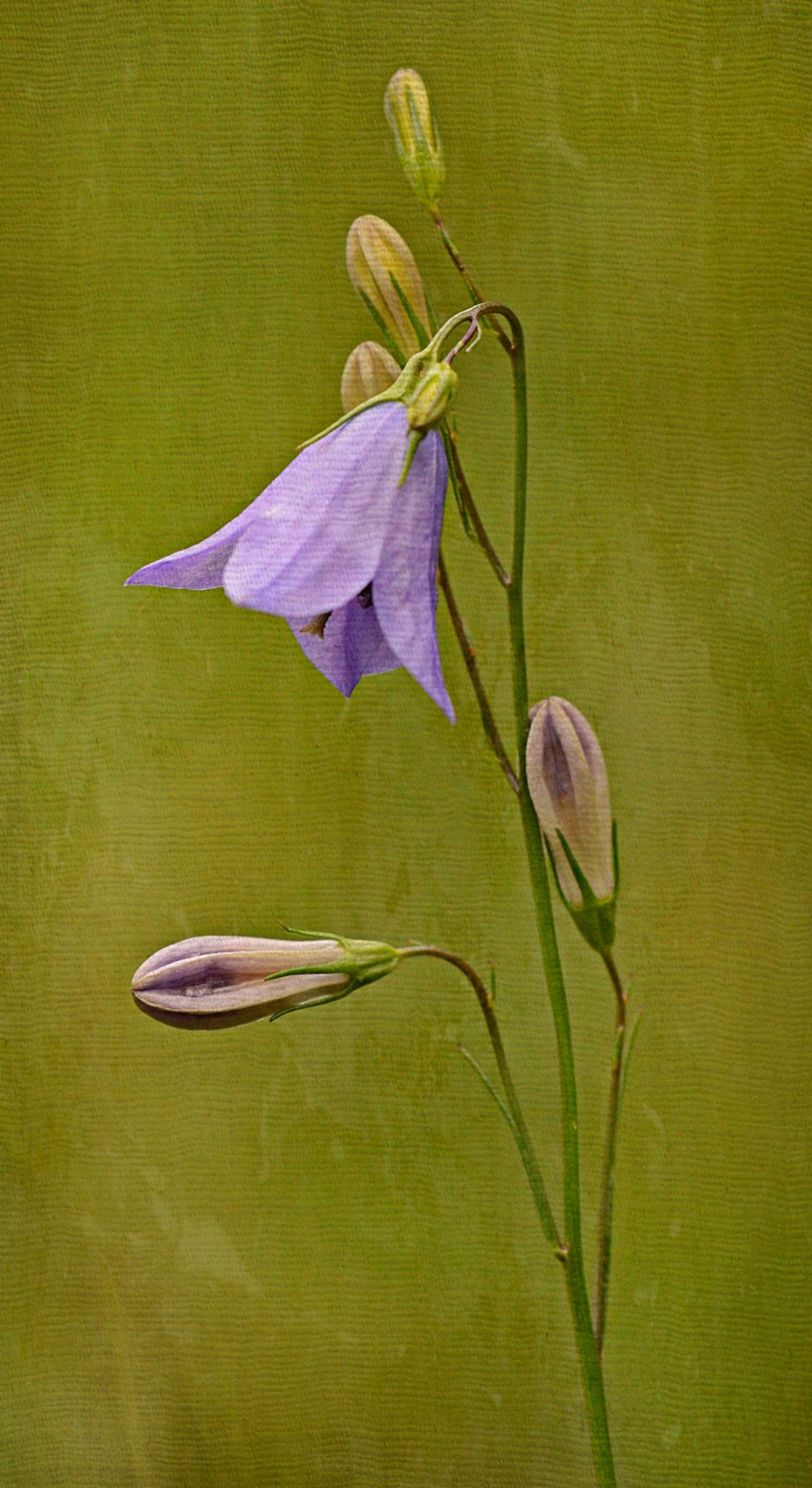 Flowers by Mike Moats | Award Winning Macro Photographer | Sterling, MI