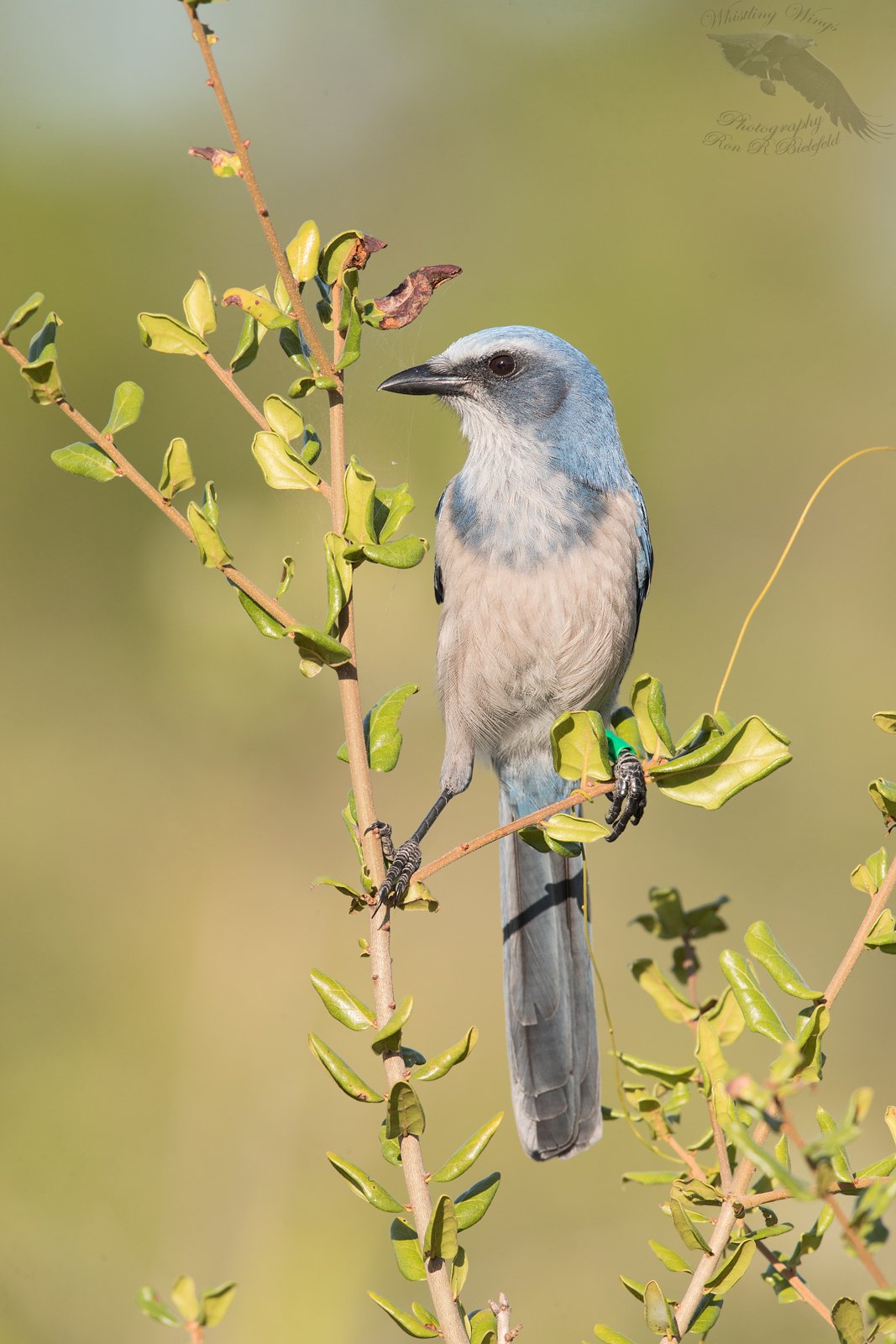 Songbirds - Whistling Wings Photography