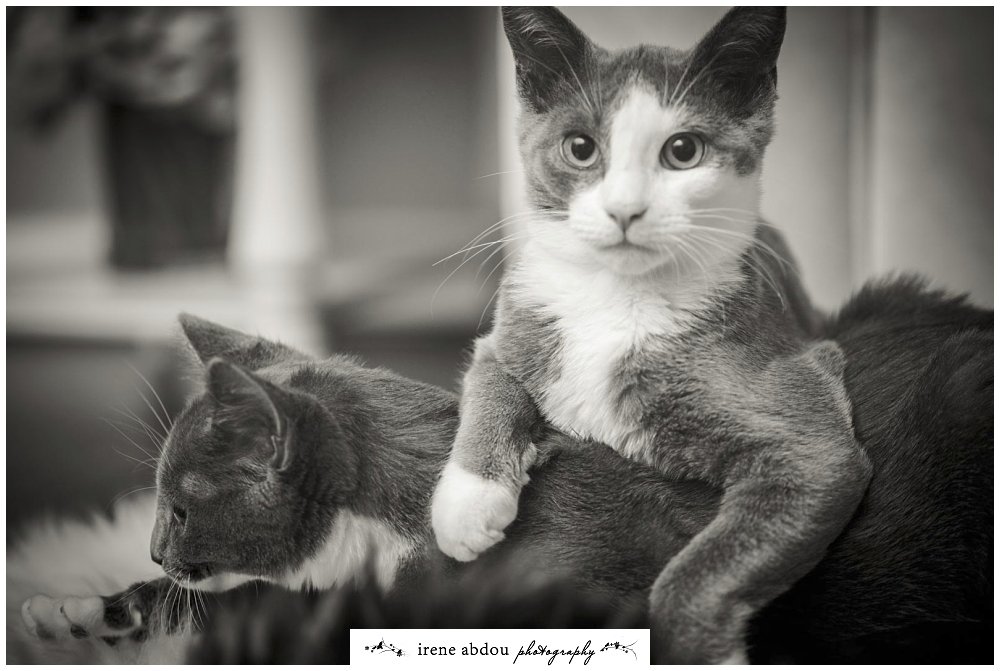 Maryland Pet Photography-Dog, Cat, Horse Photography