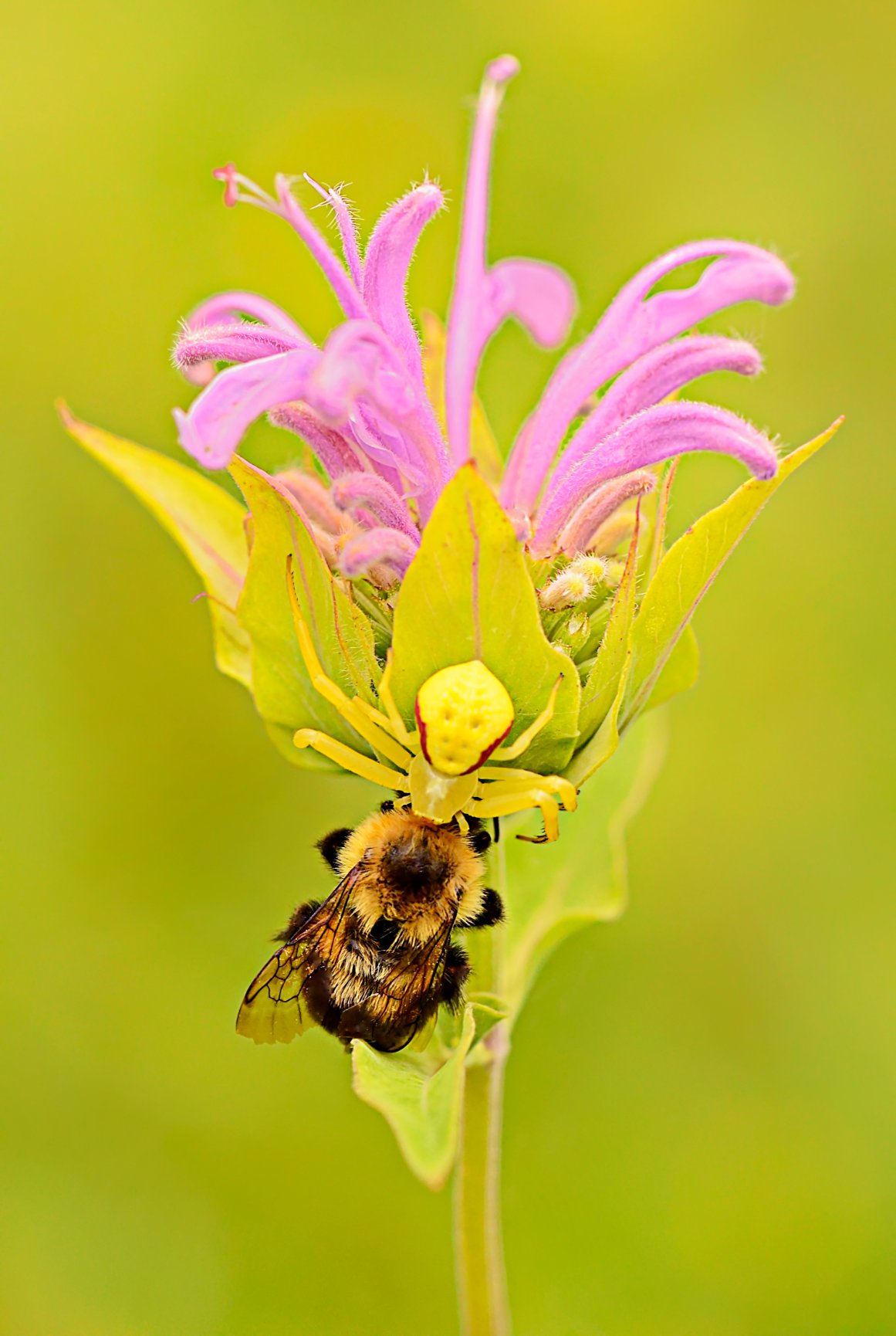 Critters by Mike Moats | Award Winning Macro Photographer | Sterling, MI