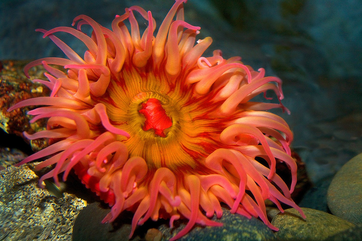 Marine Life - Jim Zuckerman photography & photo tours