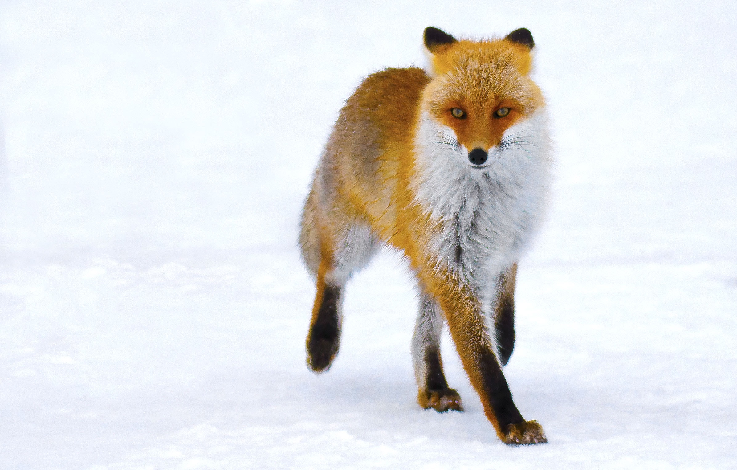 Wildlife of Japan Photography Gallery | Blain Harasymiw Photography