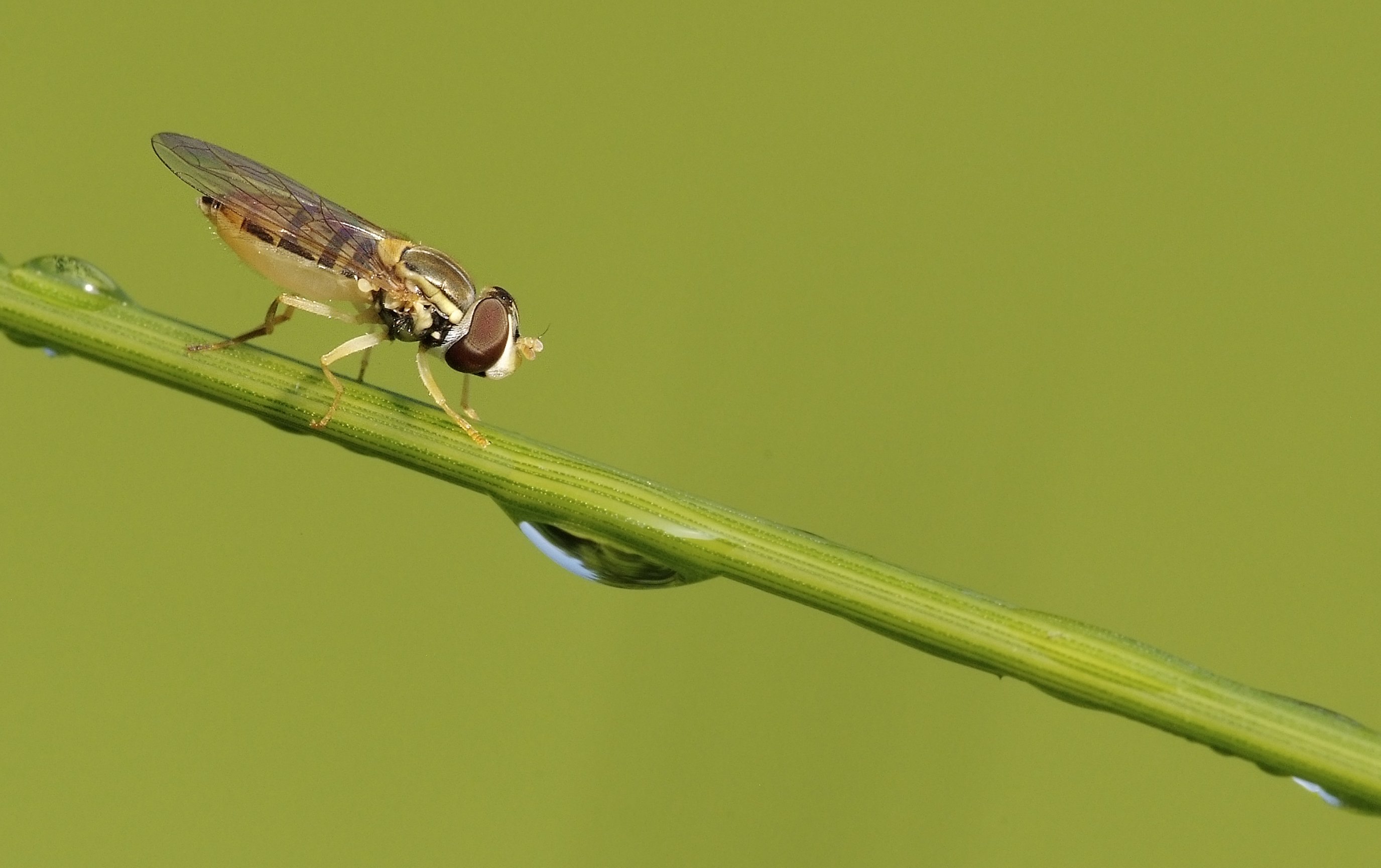 Critters by Mike Moats | Award Winning Macro Photographer | Sterling, MI