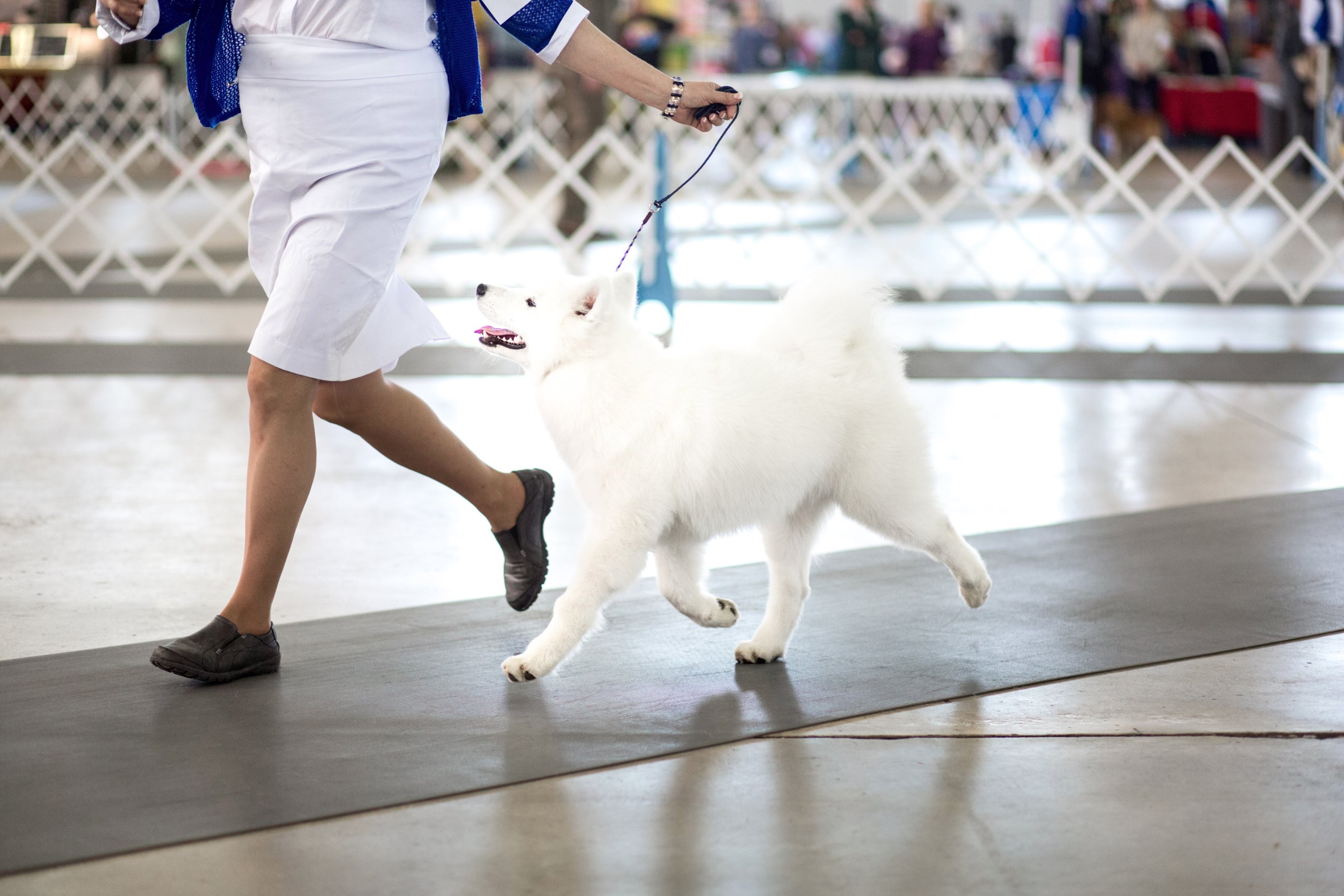 Dog Show Ringside Movement Pictures - Mandy Smithers Photography