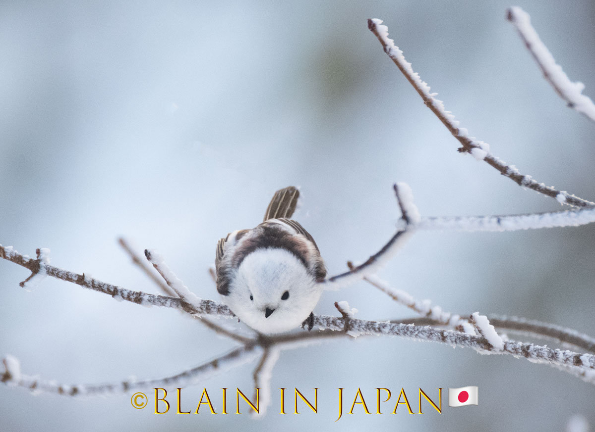 Shima Enaga - Long Tailed Bushtit - Blain Harasymiw Photography