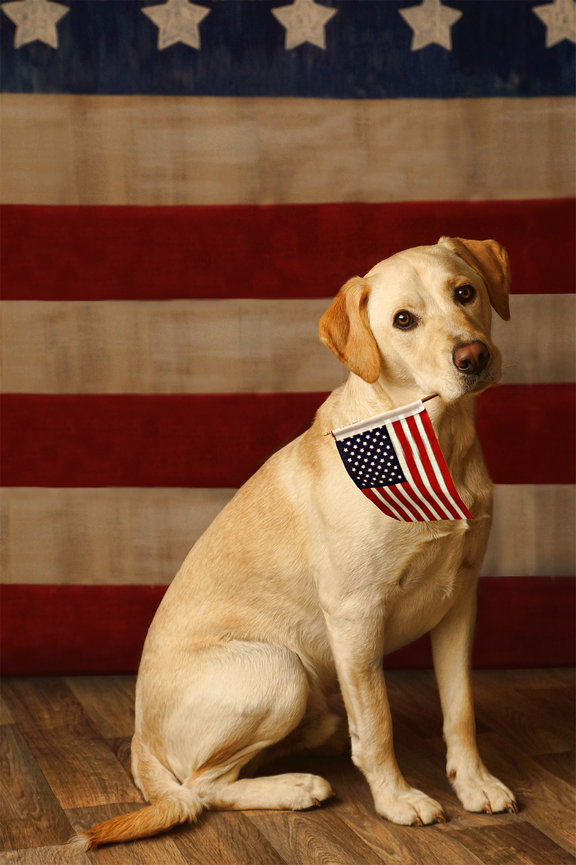 HOME - Yellow Dog Portrait Co.