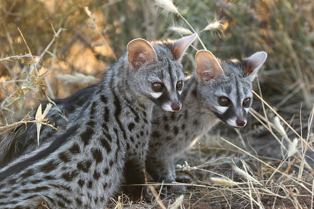 Two genets - Jim Zuckerman photography & photo tours