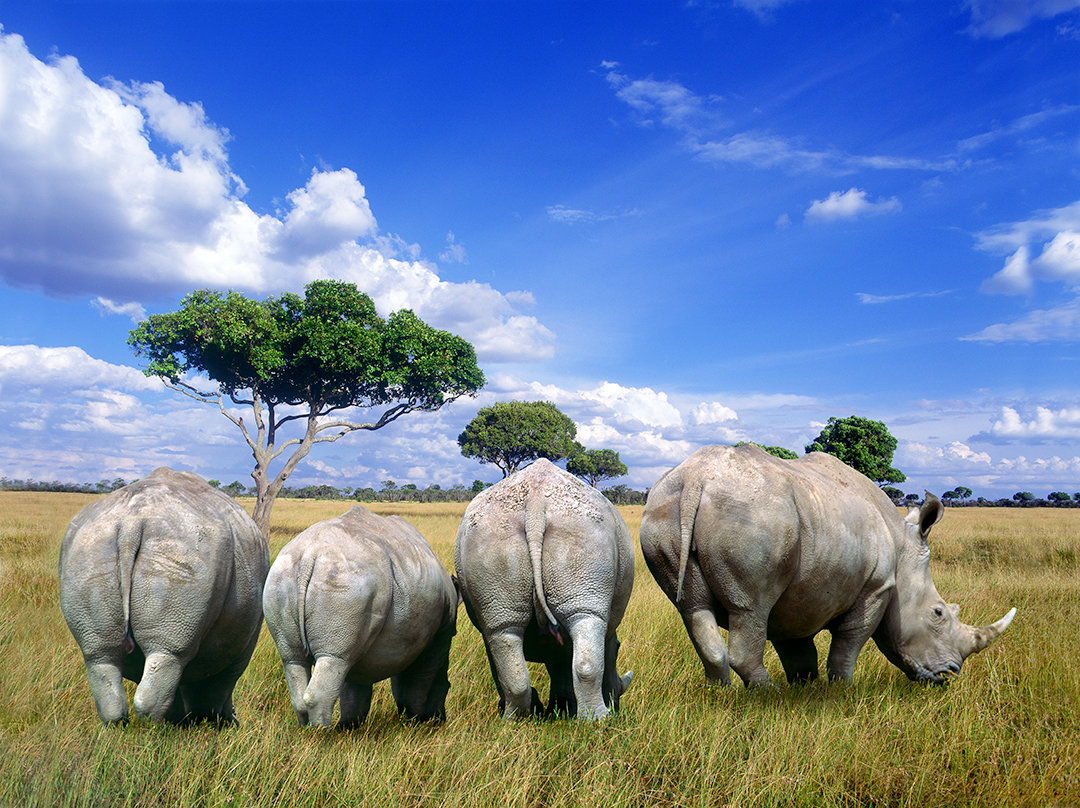 Four white rhinos - Jim Zuckerman photography & photo tours