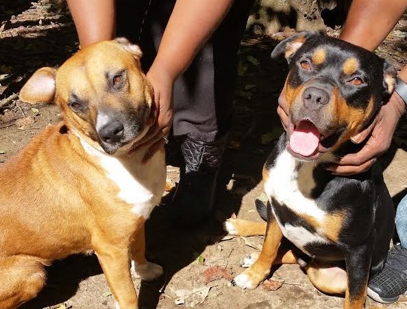 Our Kennel Kru Dogs - Break the Chain Kennel Kru