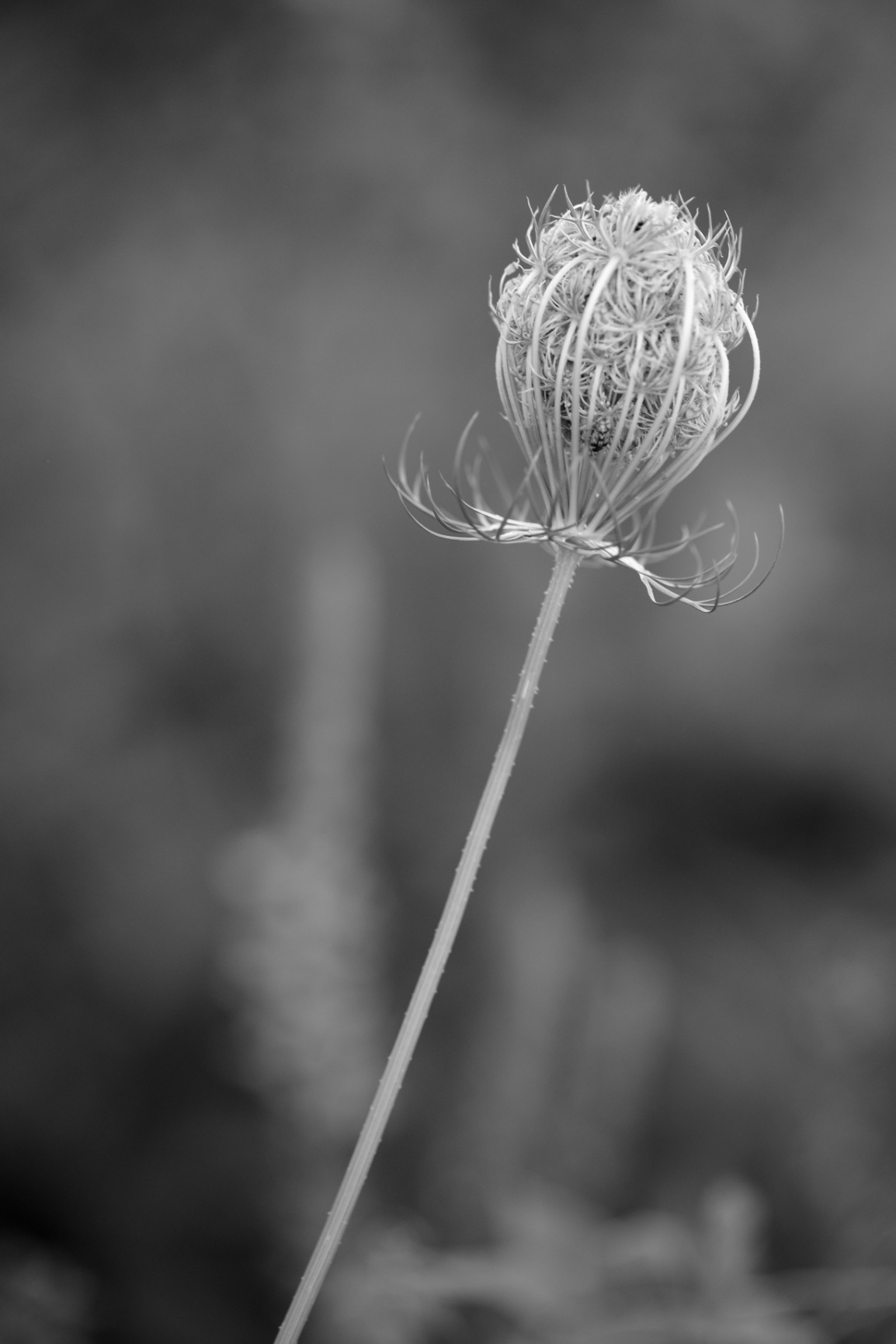 The Beauty of B&W photography - The Studio-Portrait & Commercial ...