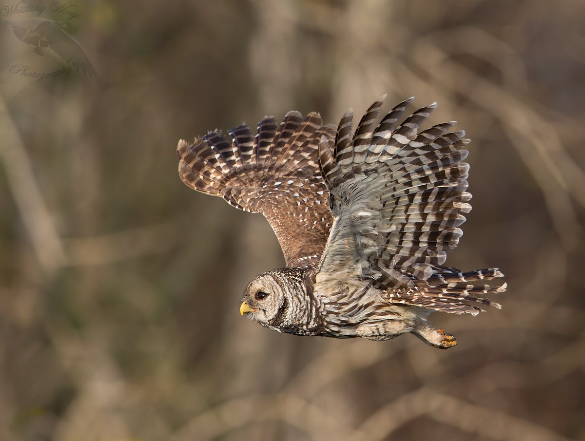 Raptors - Whistling Wings Photography