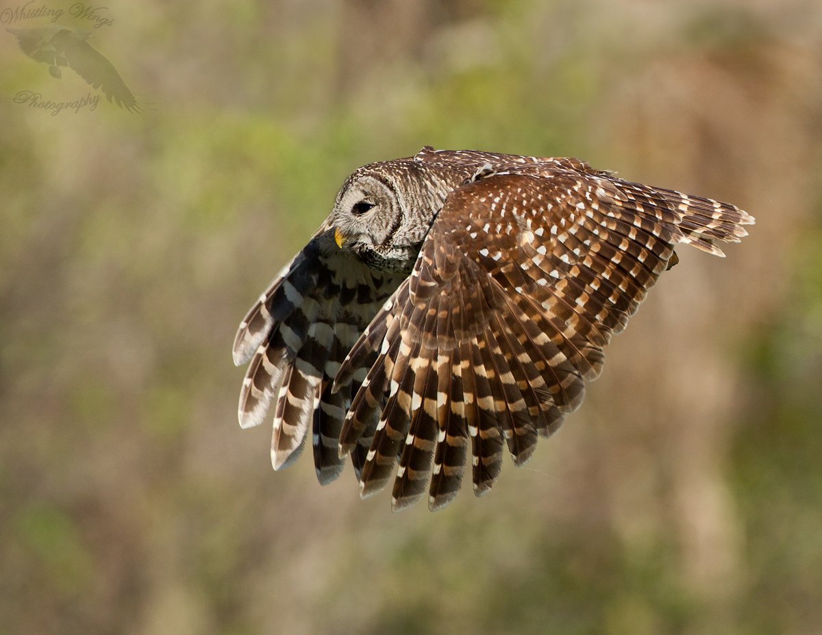 Raptors - Whistling Wings Photography