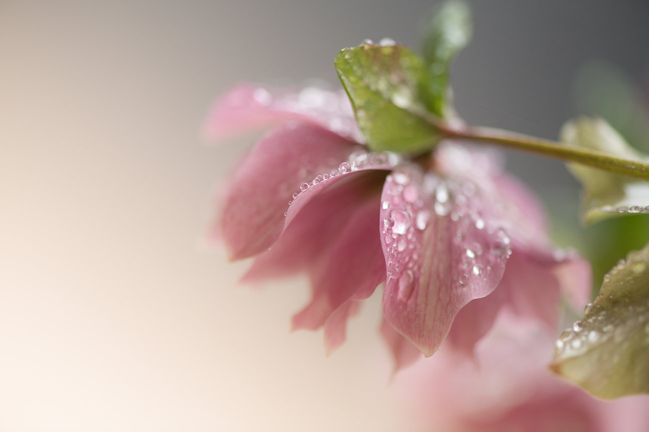 BLOG | Susan Phelps Photography | Wokingham