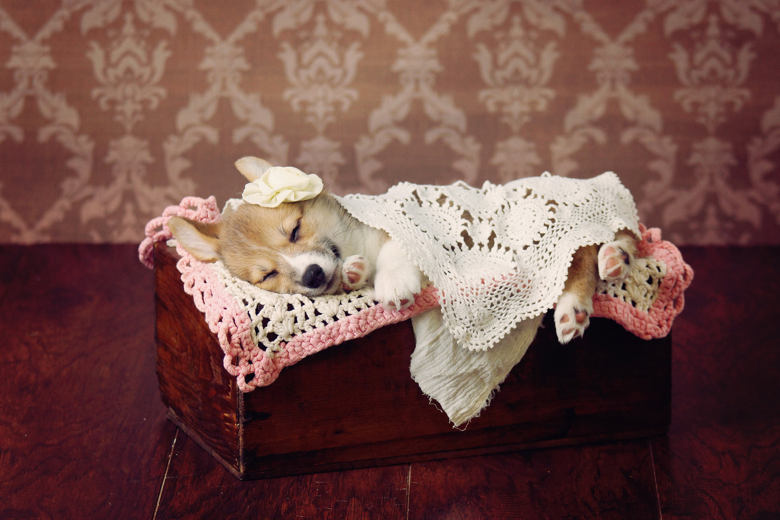 HOME - Yellow Dog Portrait Co.