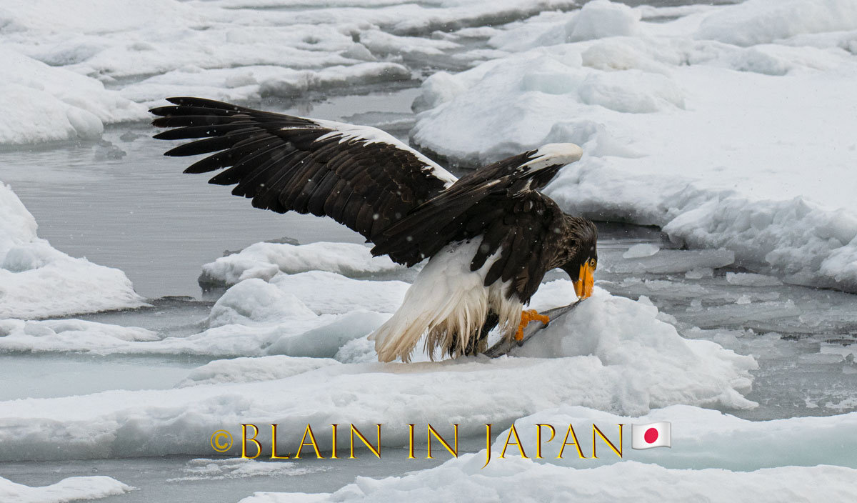 The Magnificent Raptors of Shiretoko National Park Japan - Blain ...