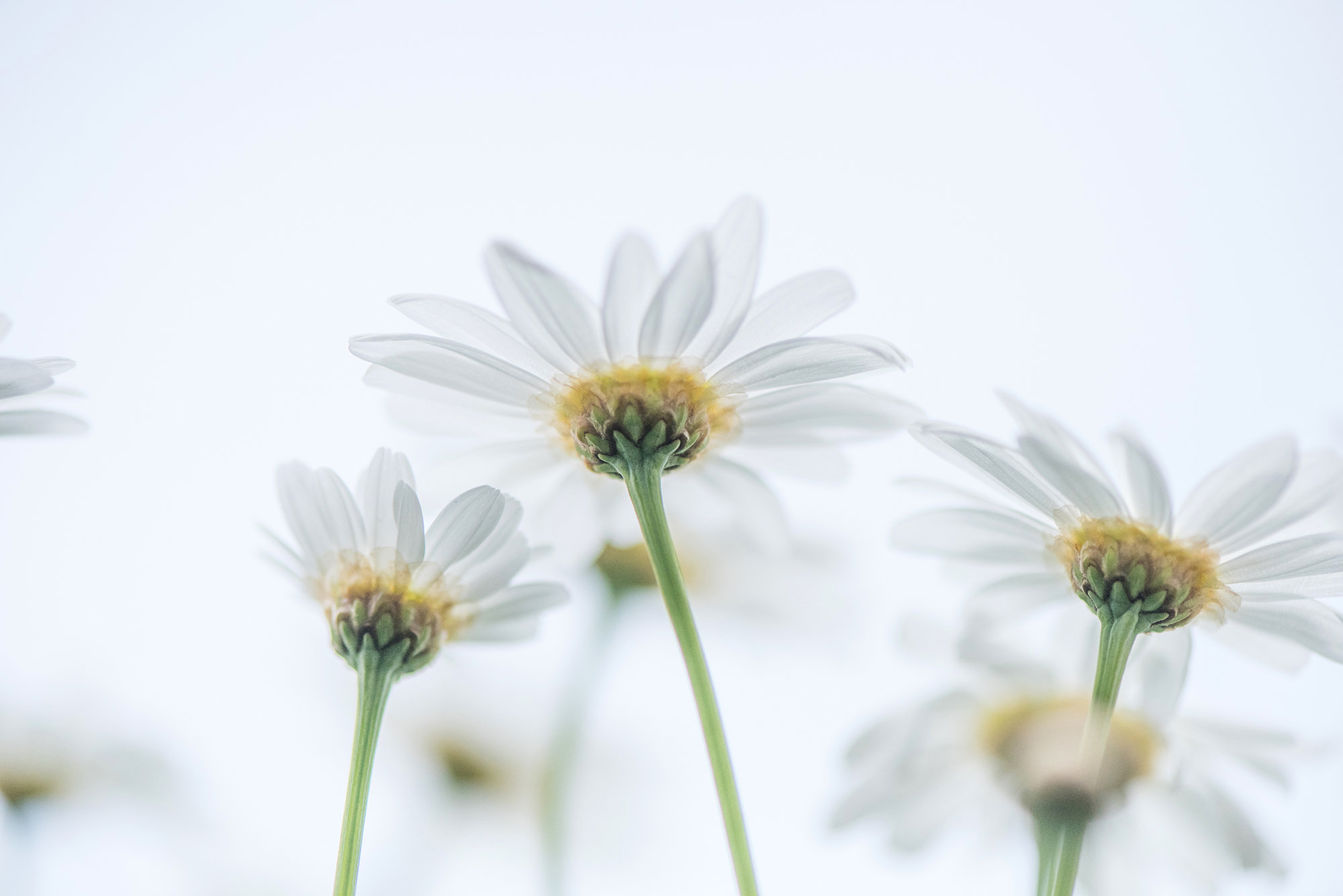 FLOWER GALLERY | Susan Phelps flower photography | Wokingham