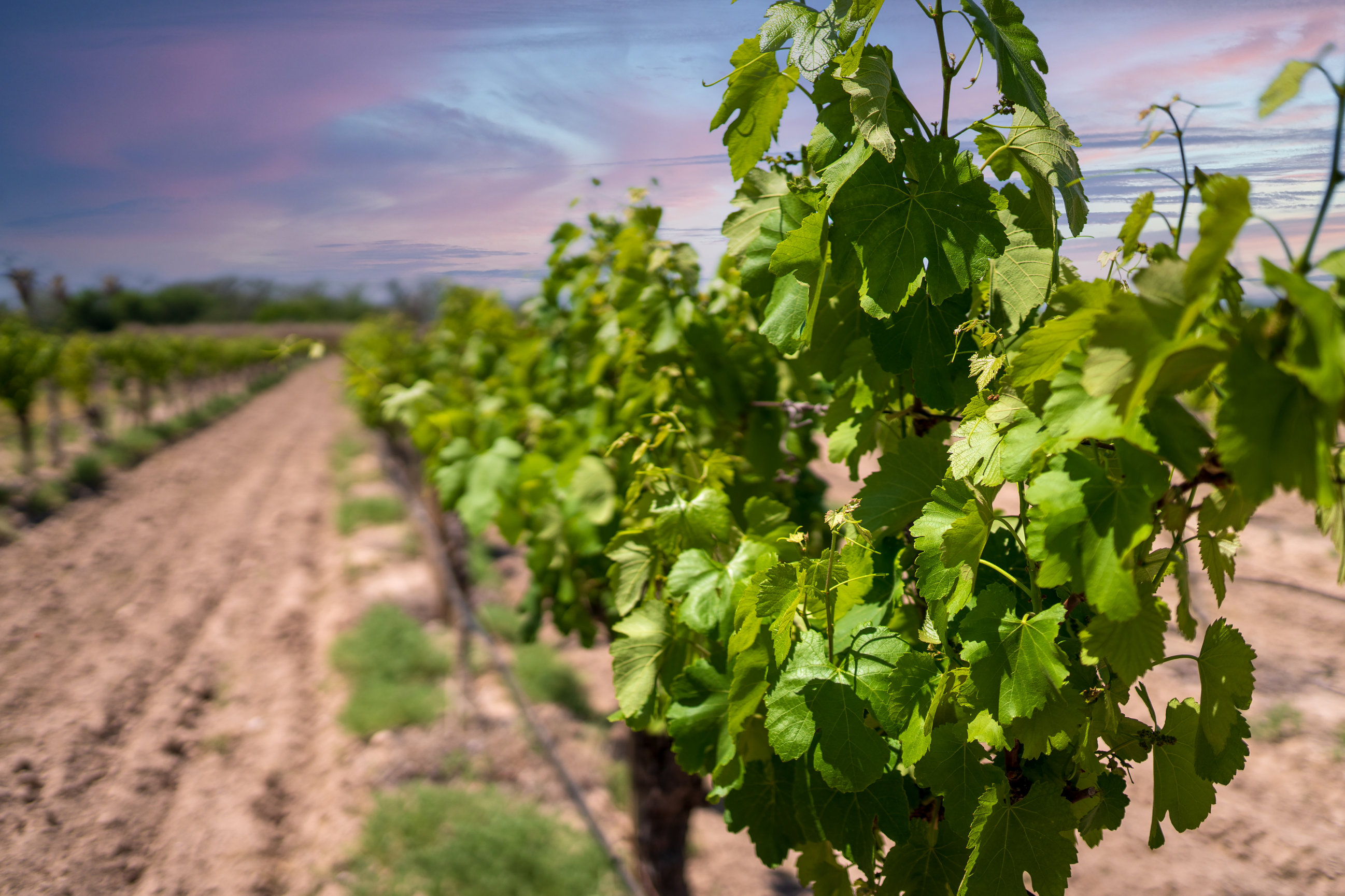 Val Verde Winery, One More Reason to Visit Del Rio - Auden B. Cabello