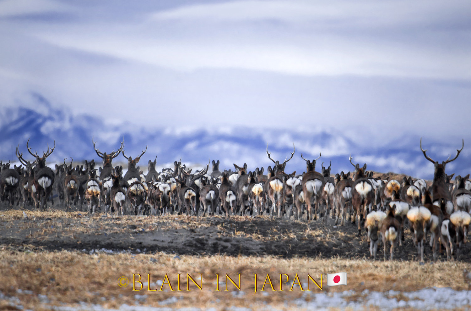 The Largest Herd of Ezo Sika Deer Ever Photographed - Blain Harasymiw ...