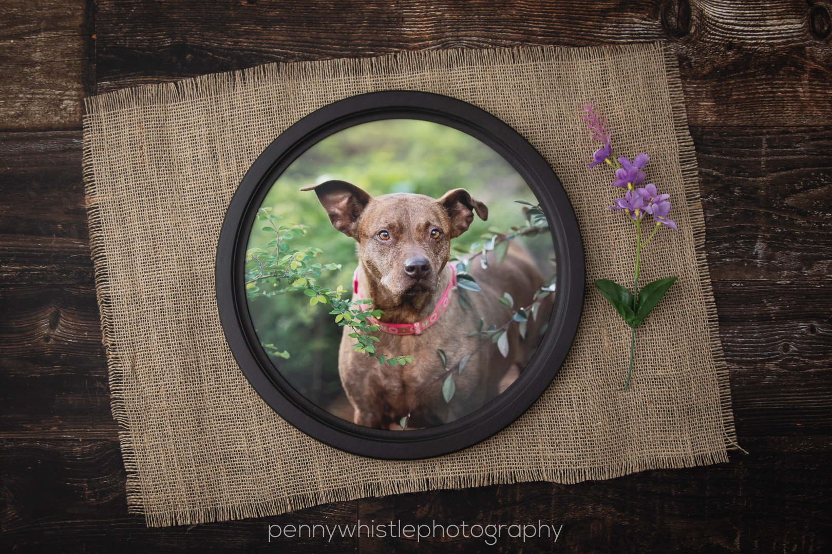 Frames You'll Love for Your Pet or Family Portrait